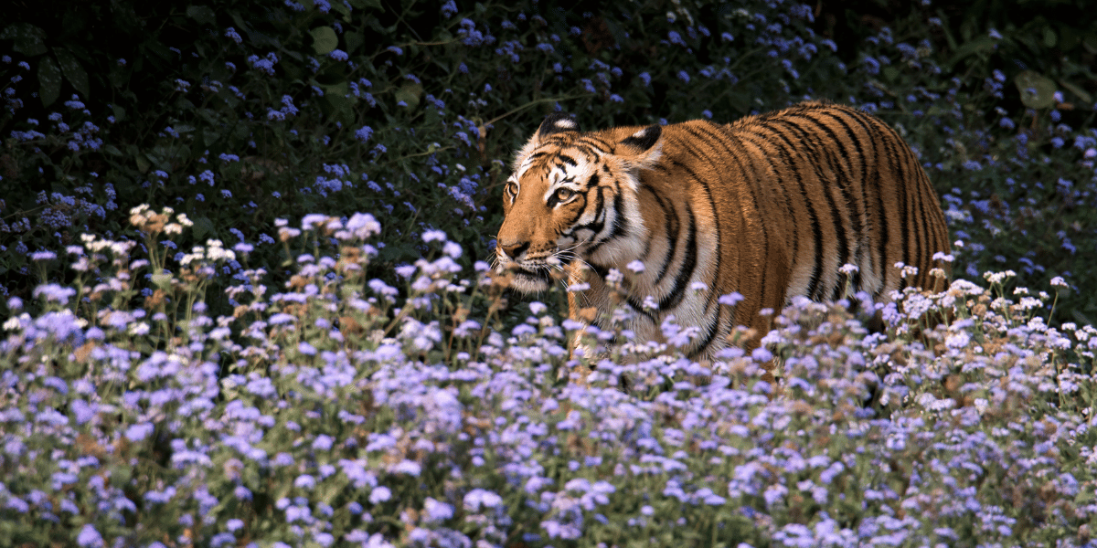 Nepal Tiger Tracking Tour: Itinerary from Australia, Get a Quote